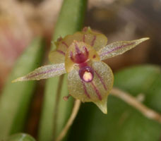 Genus Andinia