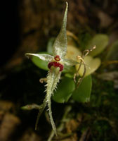 Genus Andinia