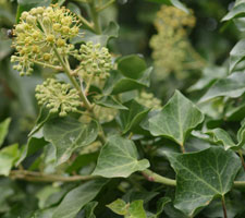 Hedera