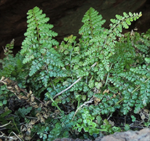 Asplenium