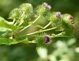 Genus Arctium