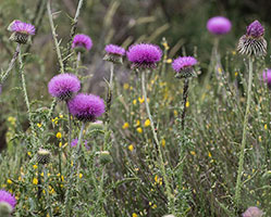 Carduus
