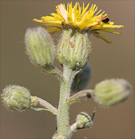 Crepis