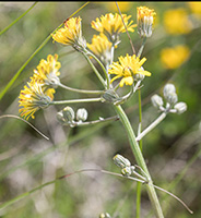 Crepis