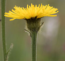 Crepis