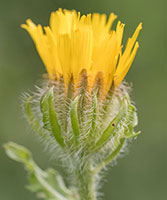 Crepis