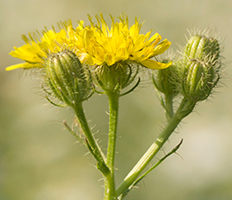 Crepis
