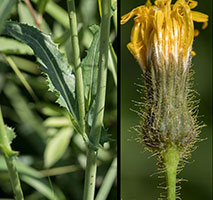 Sonchus