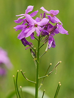 Hesperis