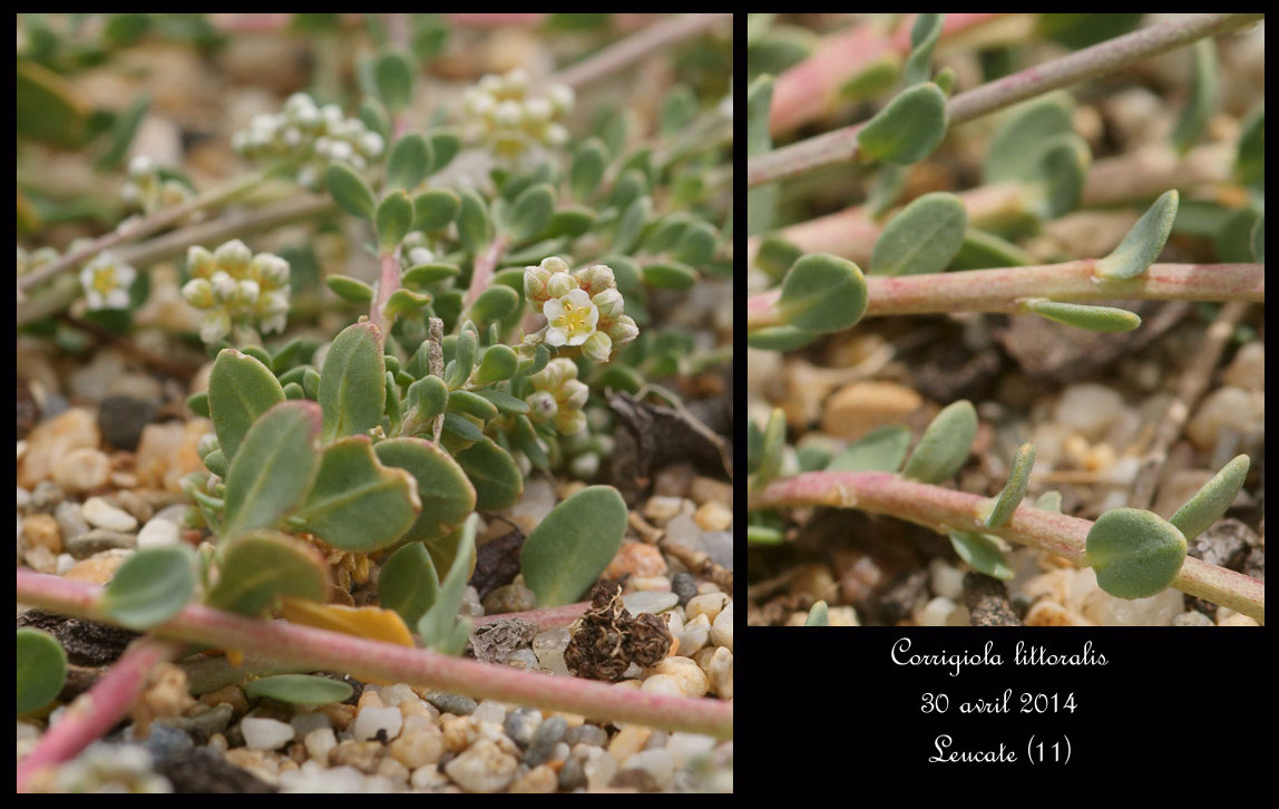 Corrigiola littoralis