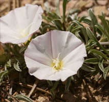 Convolvulus