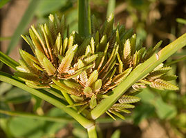 Cyperus