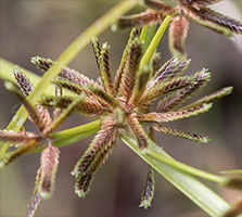 Cyperus