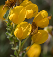 Cytisus