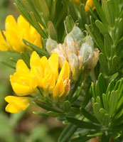 Genista