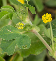 Medicago