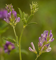 Medicago