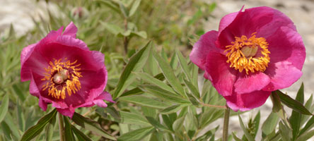 Paeonia