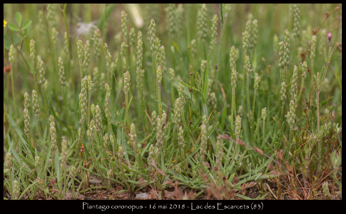 Plantago coronopus
