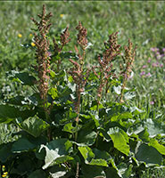 Rumex