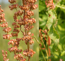 Rumex