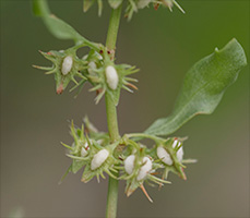 Rumex