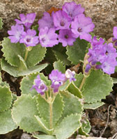 Primula