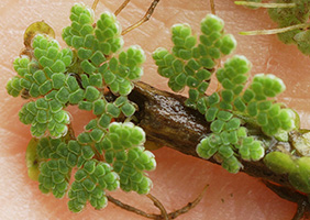 Azolla