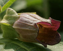Atropa