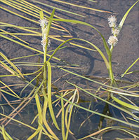 Genus Sparganium