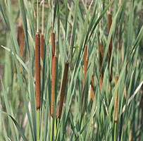 Typha