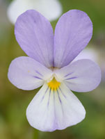 Viola