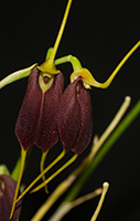 Masdevallia liste alphabétique