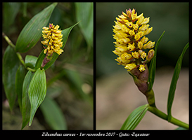 E orchids