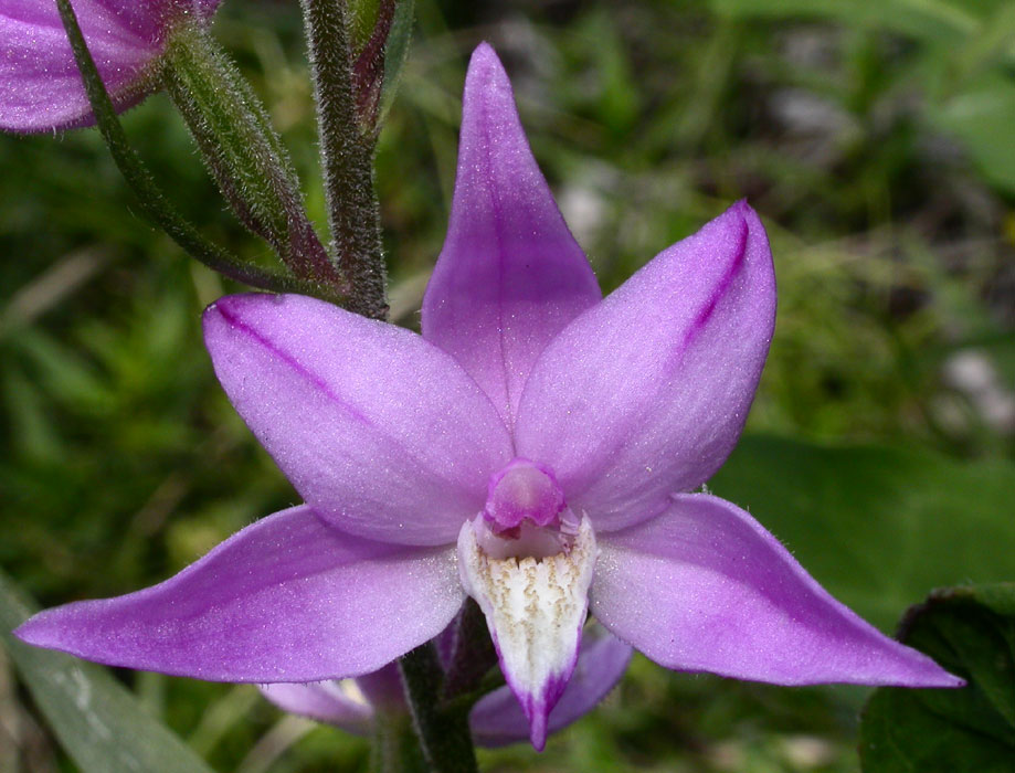 Cephalanthera rubra