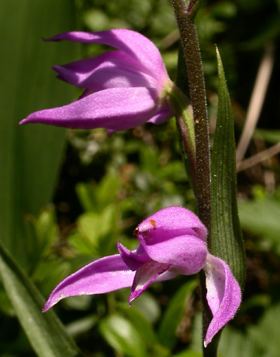 Cephalanthera rubra