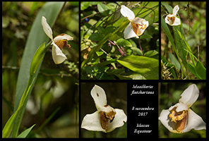 M orchids