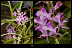 M orchids