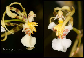 M orchids