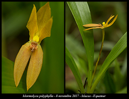 M orchids