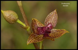 T orchids