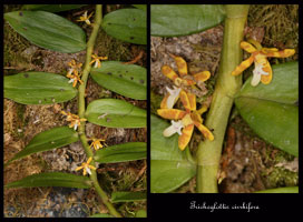T orchids